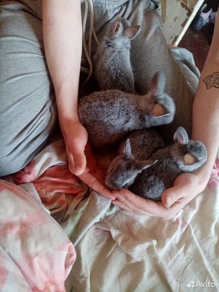 Декоративные крольчата