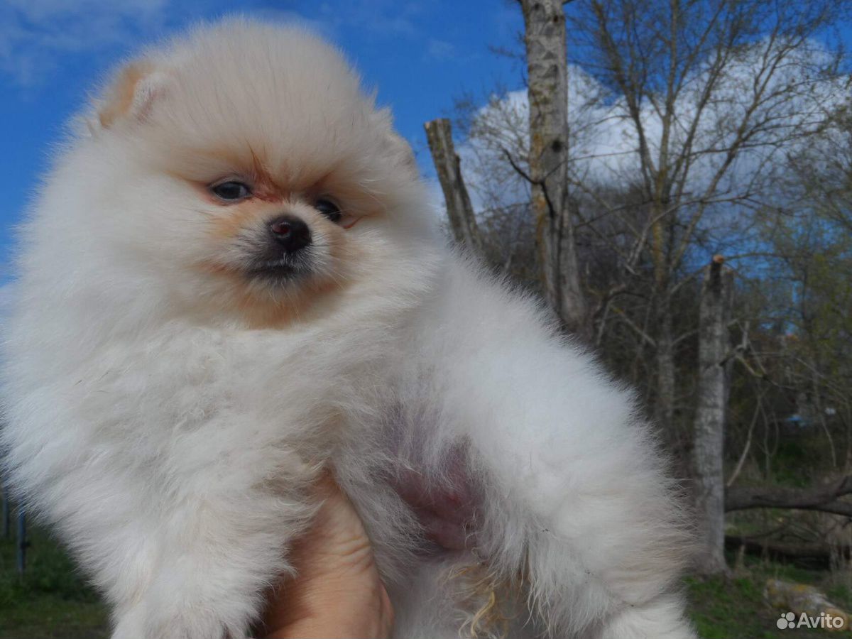 Шикарный медвежонок девочка