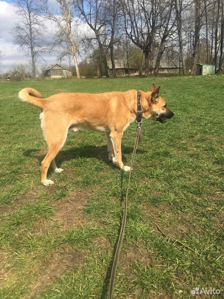 Ласковый пёс Рассел