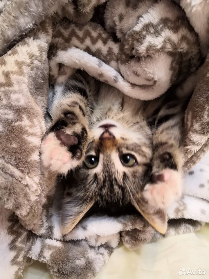 Котенок в добрые руки