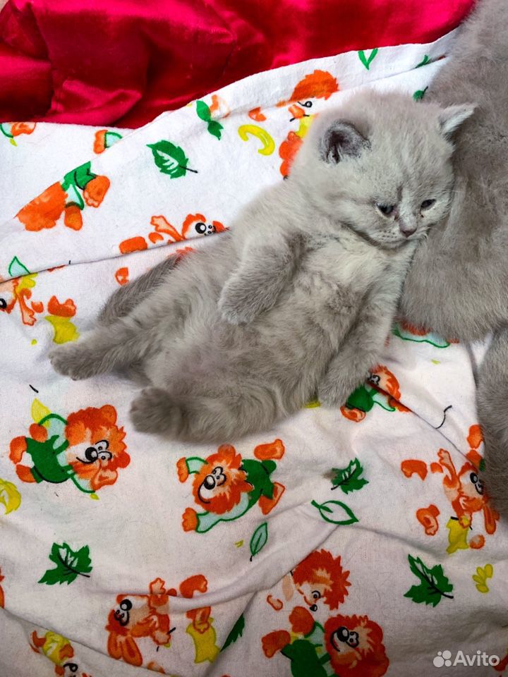 Шотландские котята