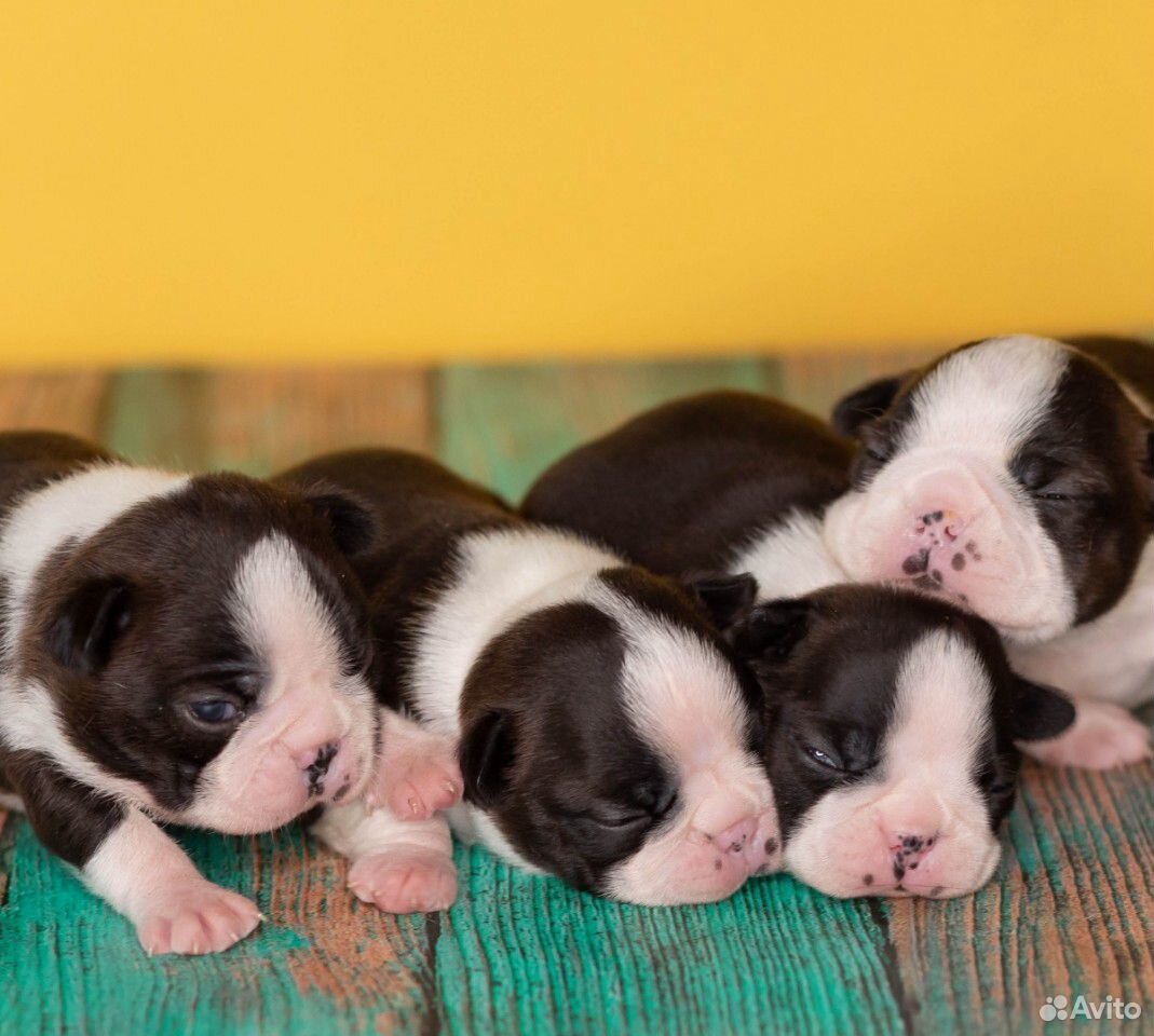 Бостон терьер