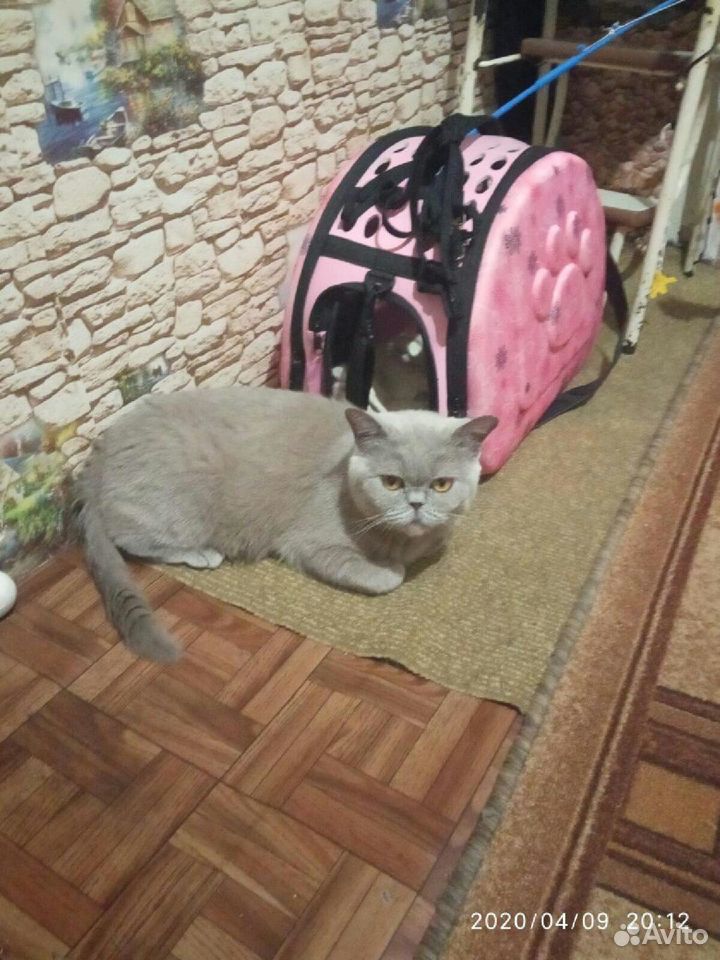 Ищем дом Люси. Ласковая и добрая к человеку, но к