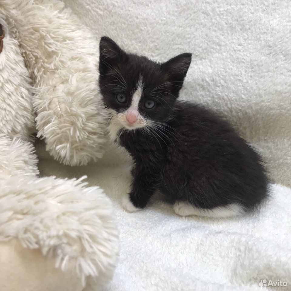 Кася- котёнок девочка 1,5 месяца