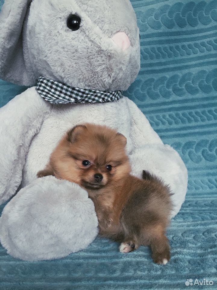 Шпиц девочки мини померашки