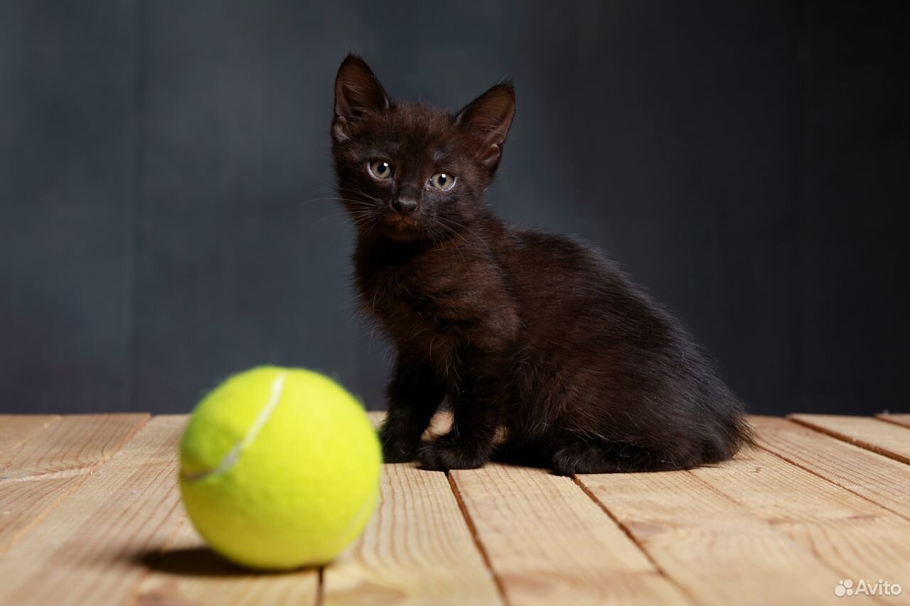 Котенок девочка ищет новый дом, 1 мес