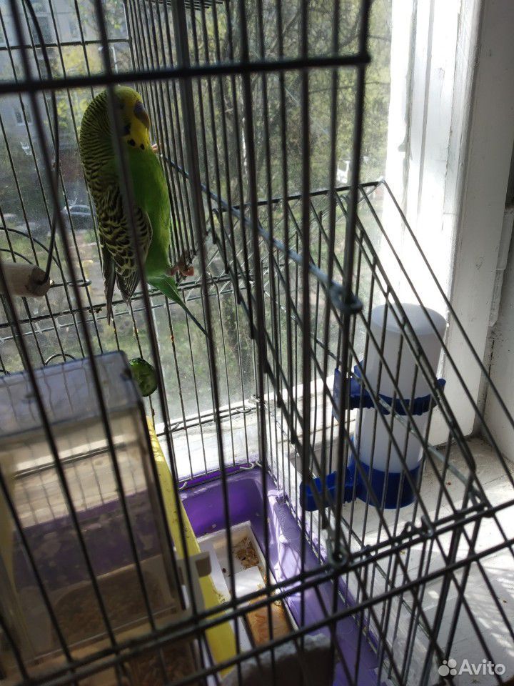 Попугай с клеткой