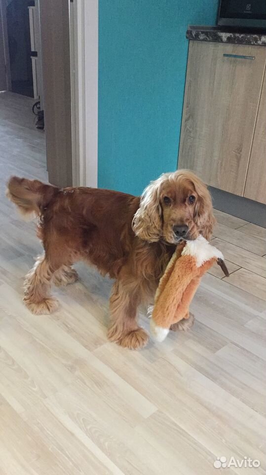 Вязка, английский кокер спаниель