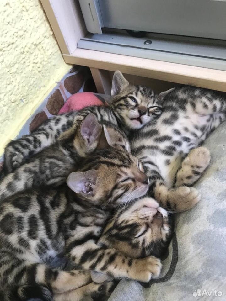 Бенгальская