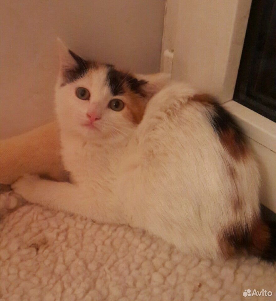 Девочка скромница