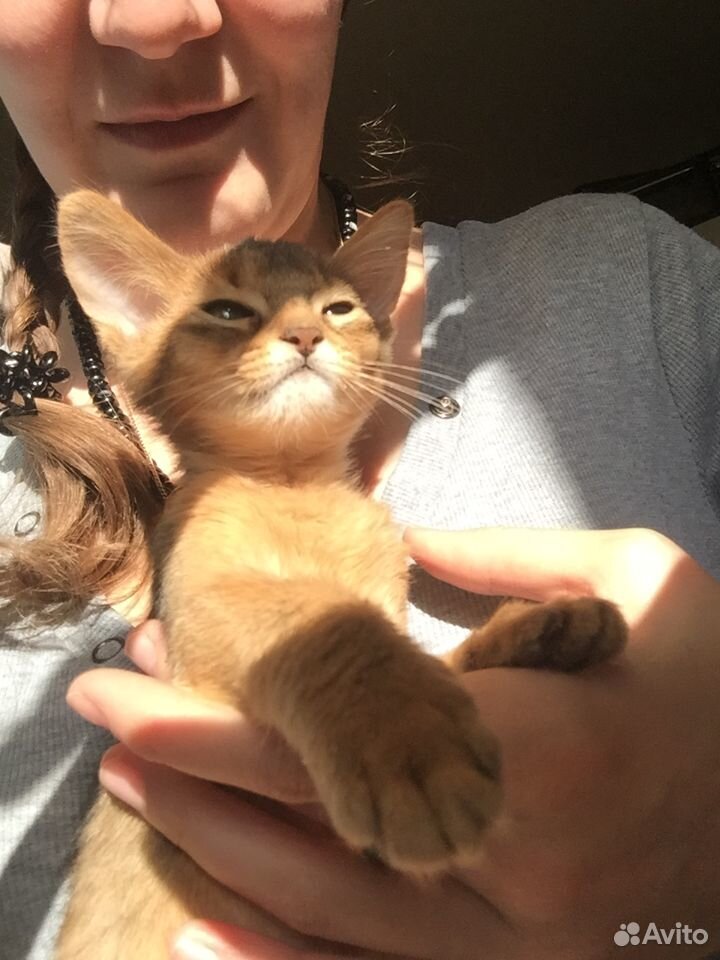 Абиссинский парнишка