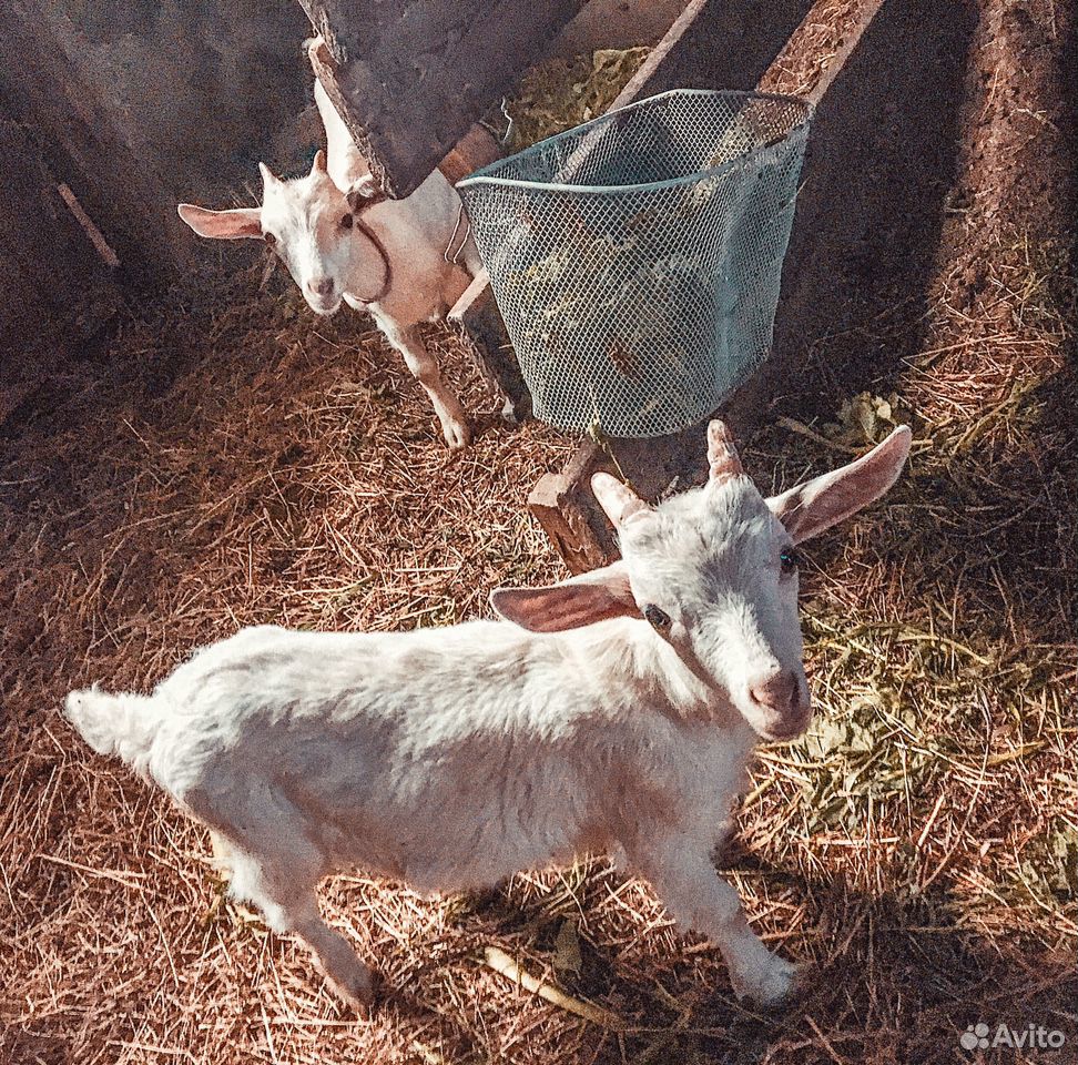 Козлята 2,5 мес