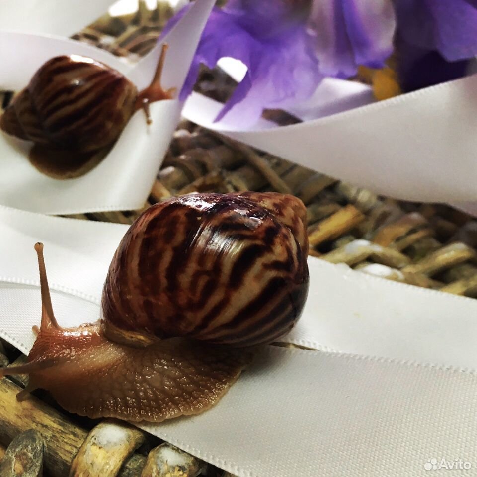 Ахатины иммакуляты