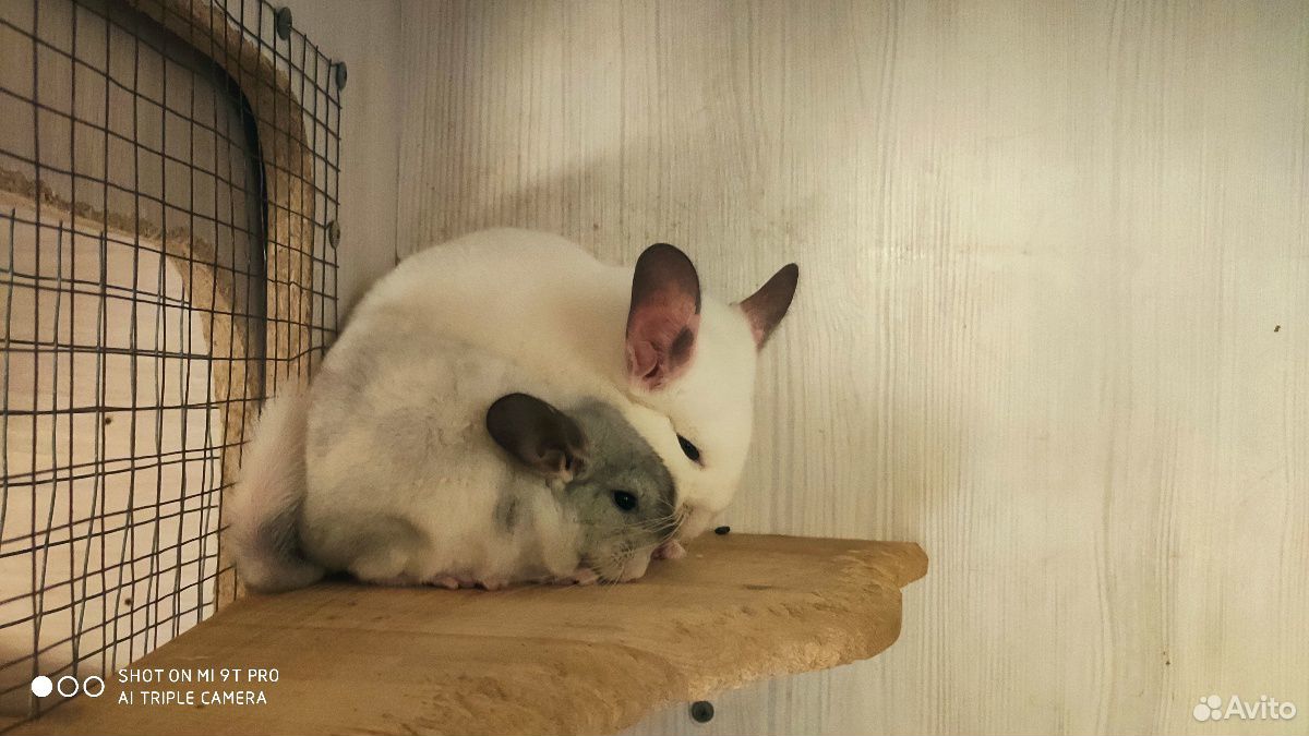 Шиншилленок девочка