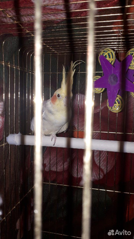 Попугай коррела