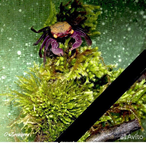 Акватеррариум с Крабами Вампирами (Geosesarma Vamp