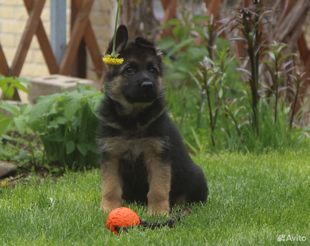 Красивая девочка немецкой овчарки