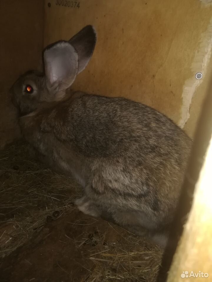 Самец серый великан