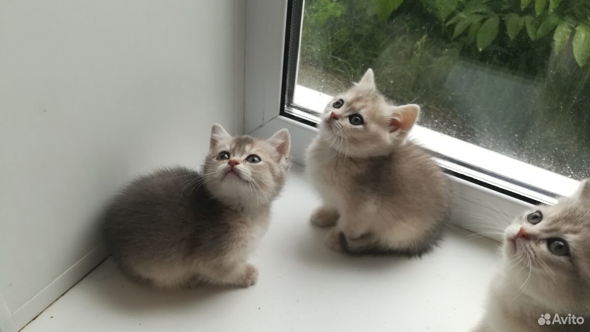 Британские котята