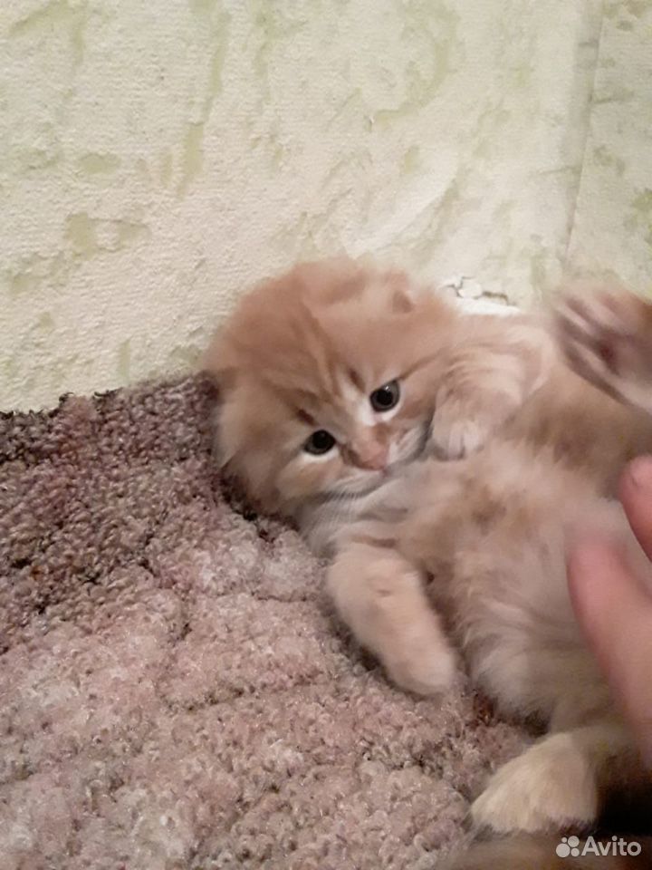 Котёнок в семью