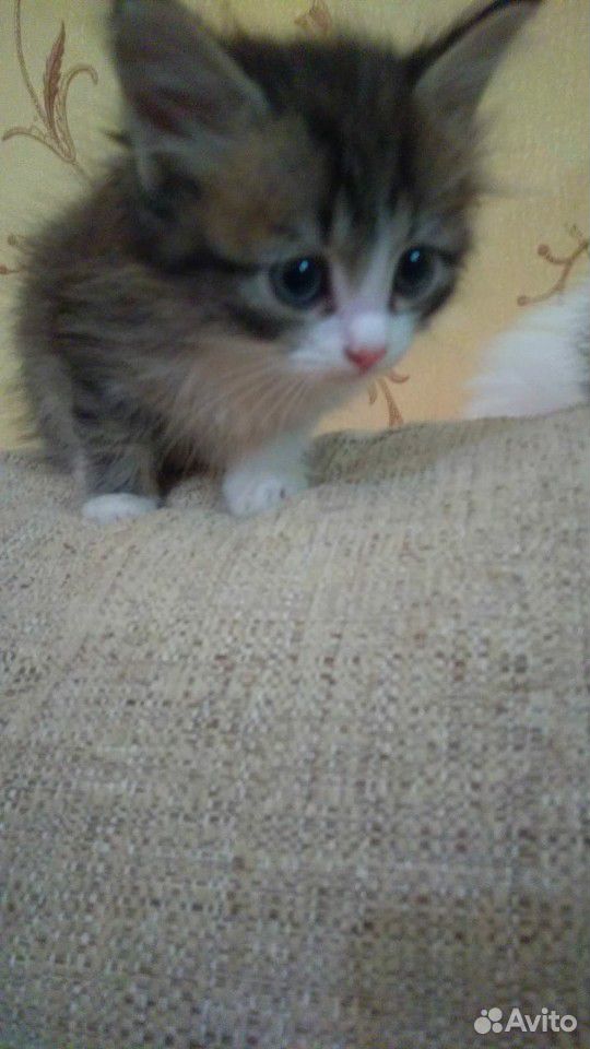 Котята