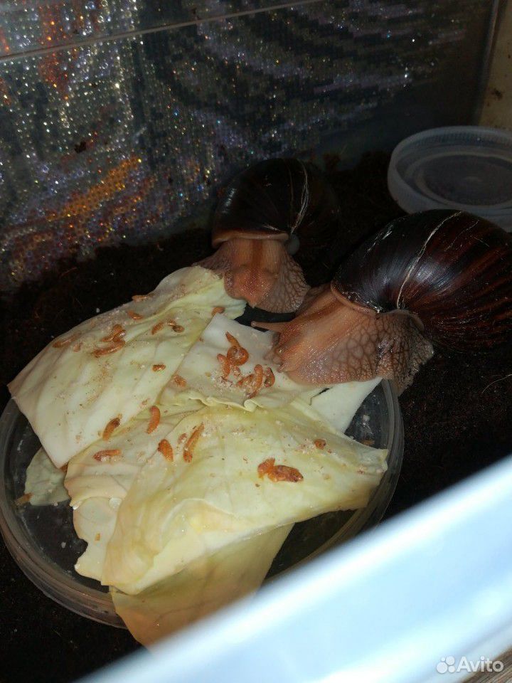 Улитки ахатины