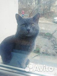 Русская голубая