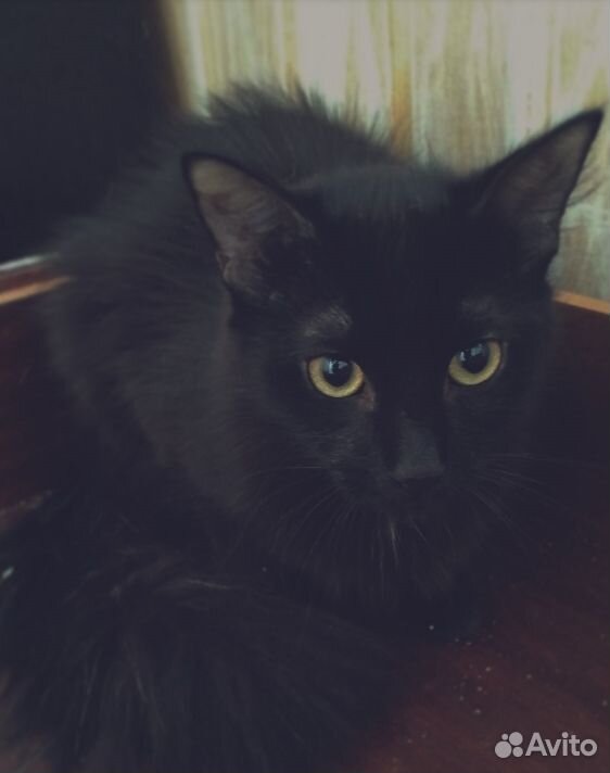 Котенок девочка. Венди. 8 месяцев. Бесплатно