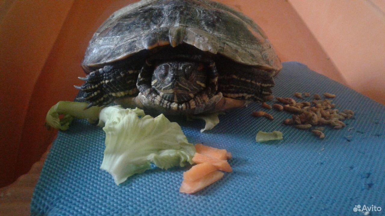 Красноухая черепаха