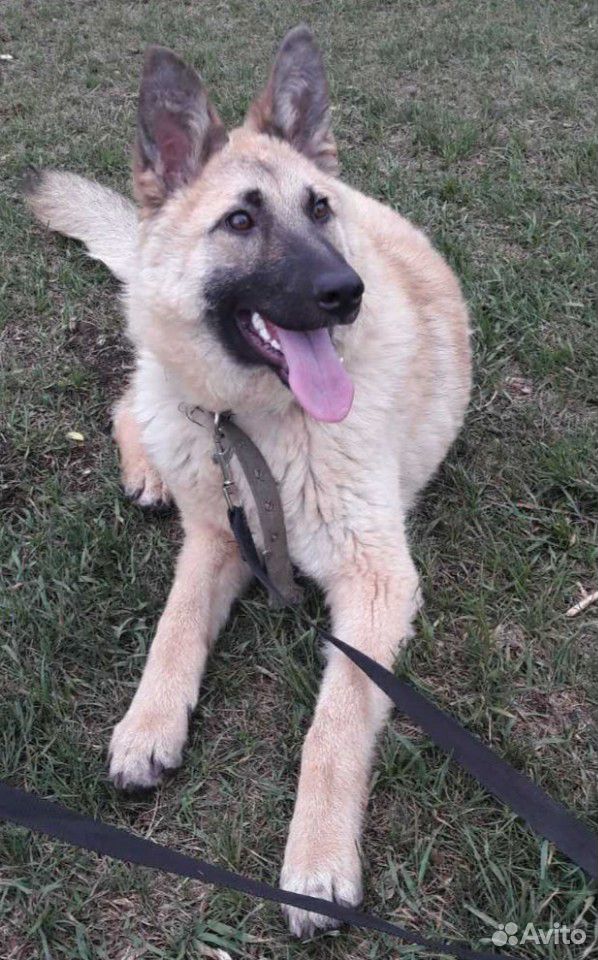 Красотка ищет дом