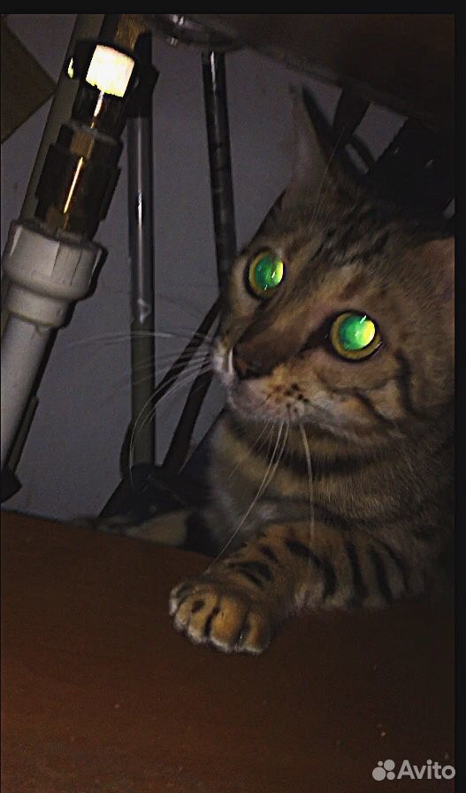 Бенгальская кошка