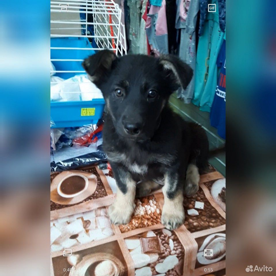 Овчаристый щенок В добрые руки