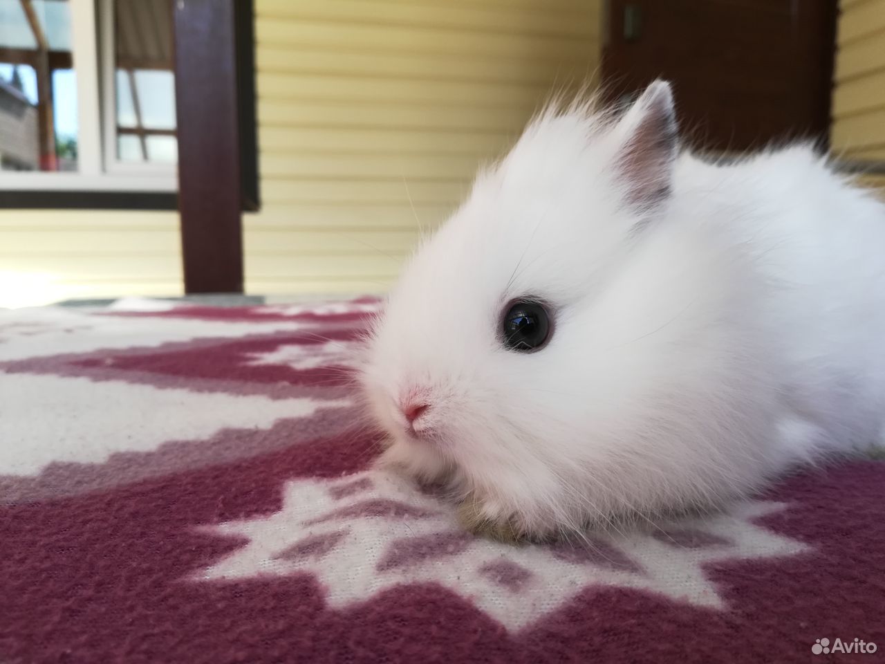 Декоративные кролики
