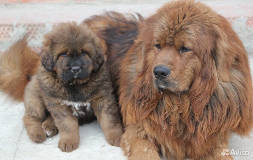 Тибетский Мастиф