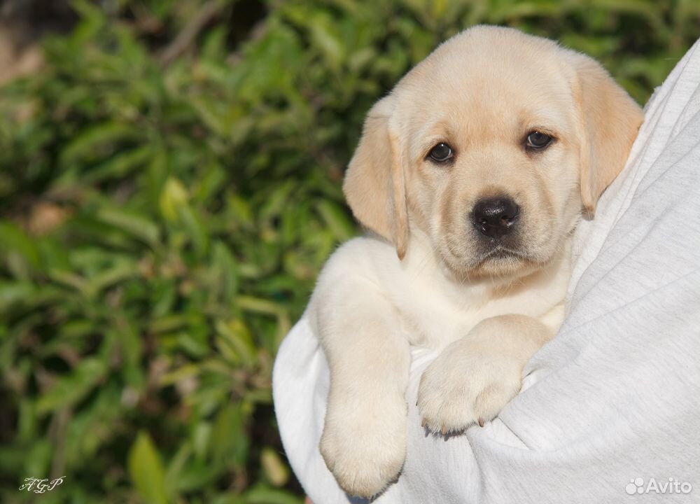 Лабрадор палевый мальчик девочка 1,5 мес РКФ