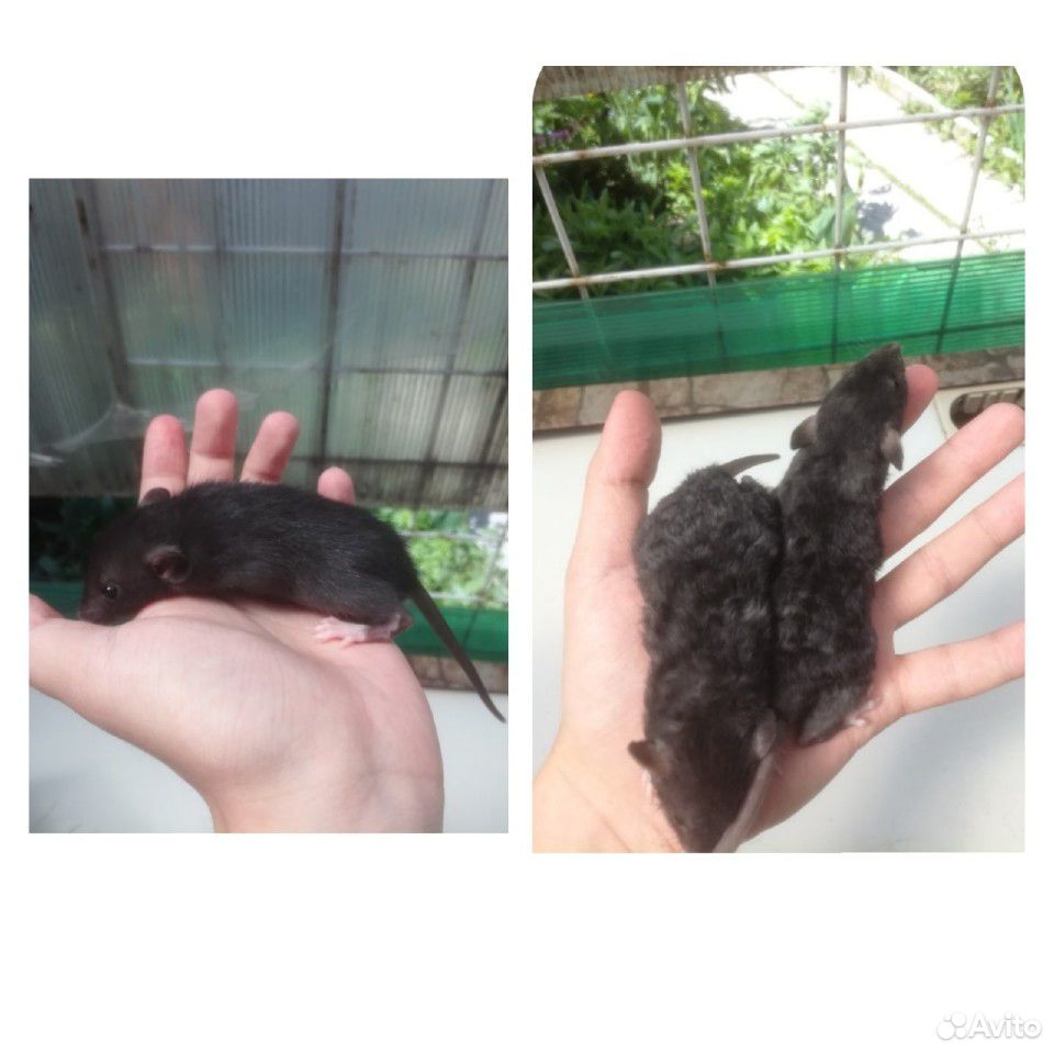 Крысята рекс