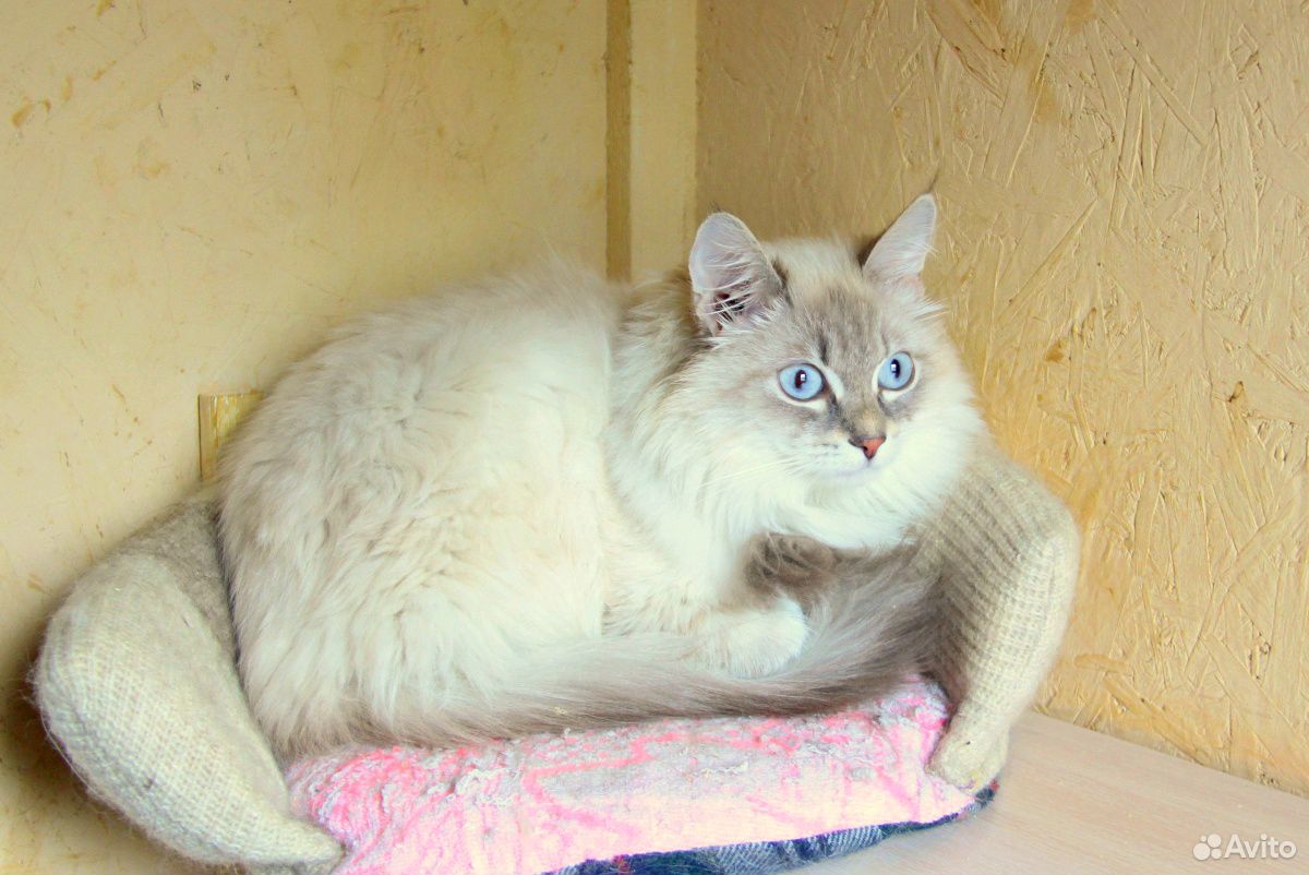 Котик Бейлис. Самый сладкий мальчик. В самые забот