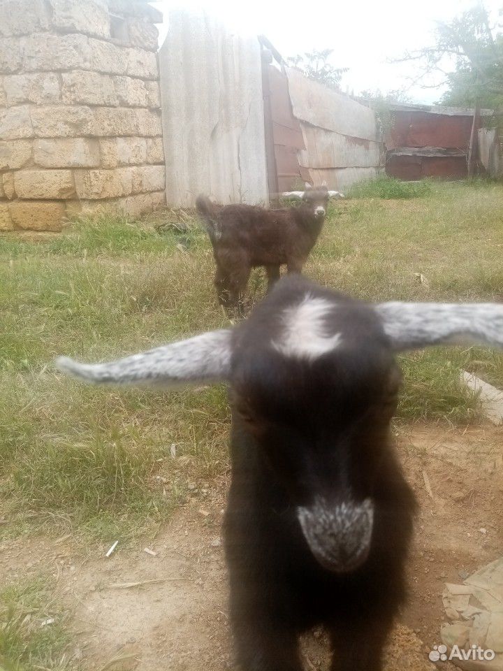 Продам козлят