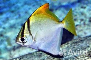 Монодактил серебристый, ласточка