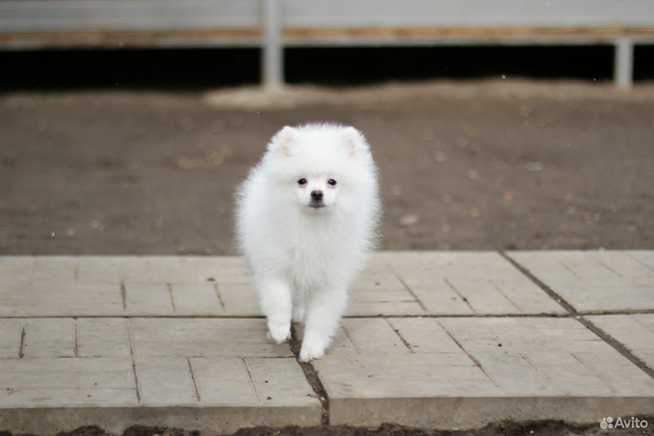 Шпиц щенята