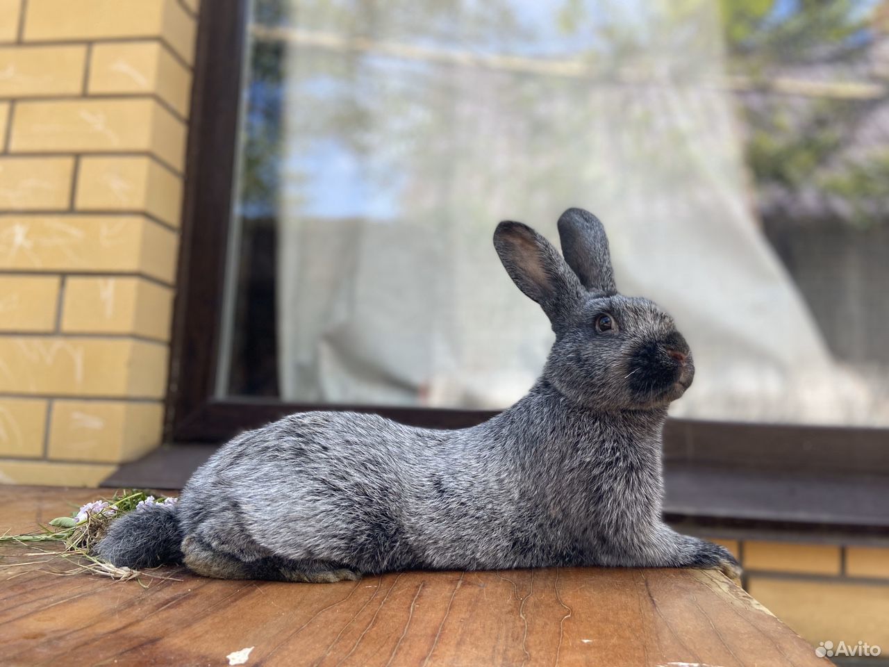 Породистые паннон, калифы, серебро