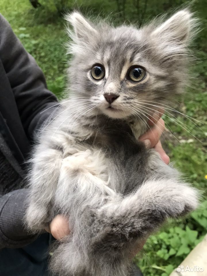 Котята в самые ласковые руки