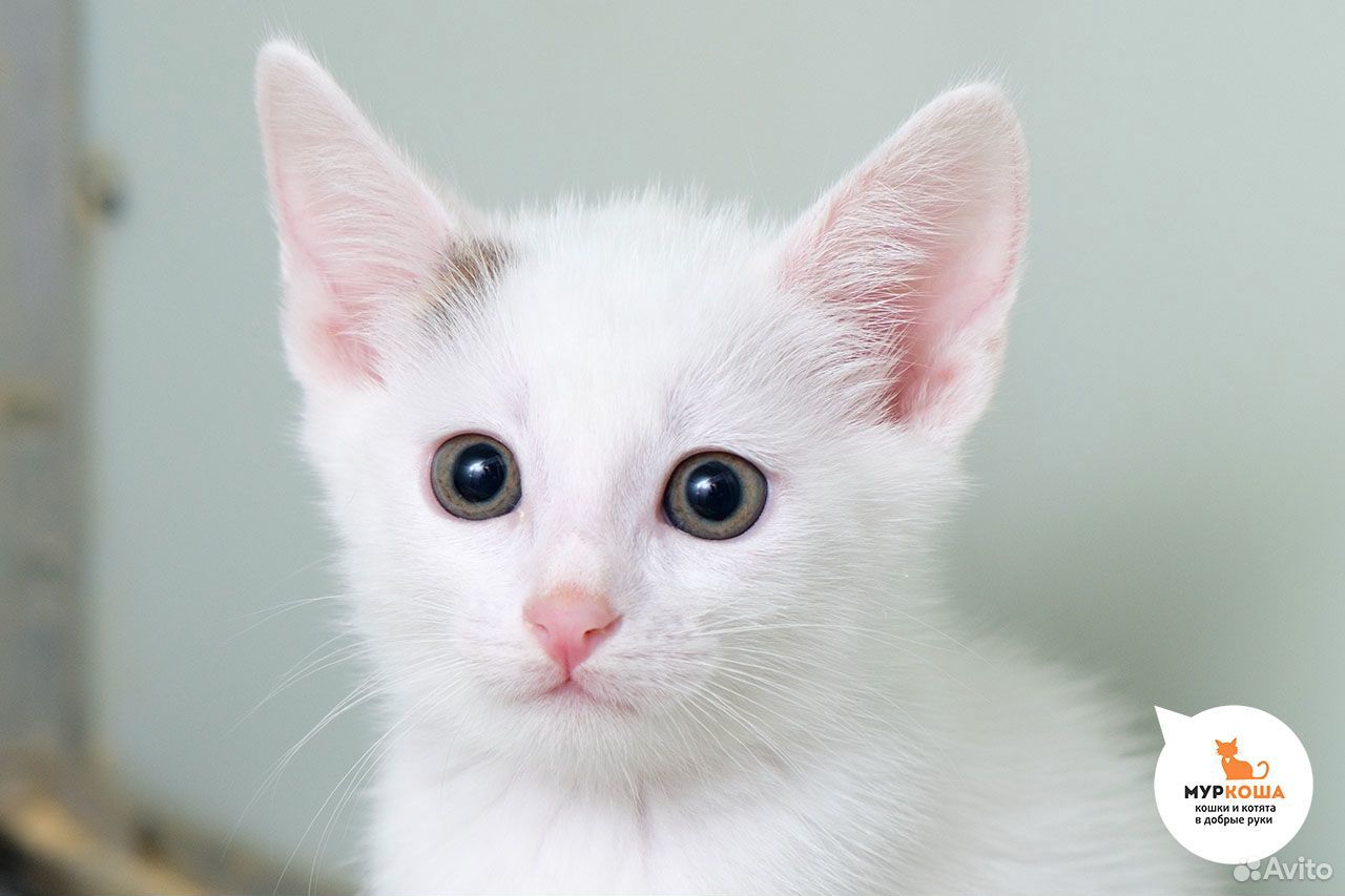 Пелле - белоснежный пушистик с очаровательным розо