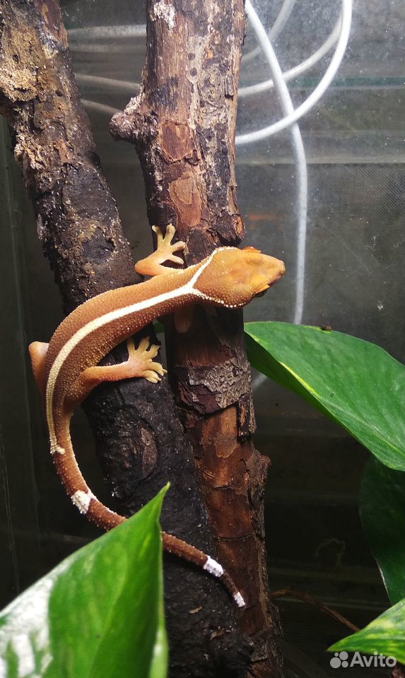 Полосатый геккон, полосатые василиски