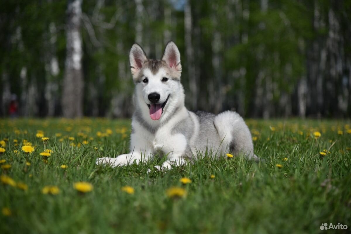 Аляскинский маламут