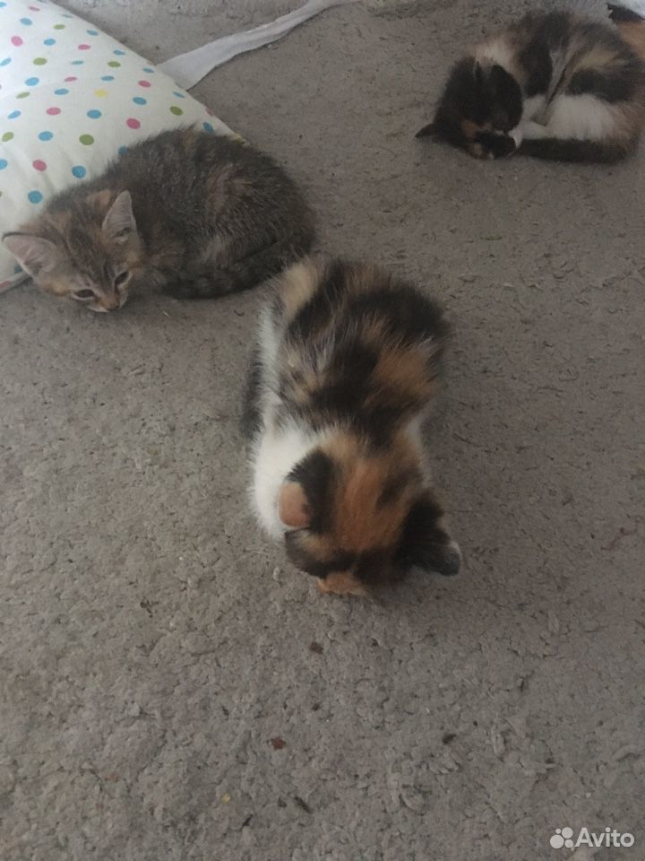 Котята