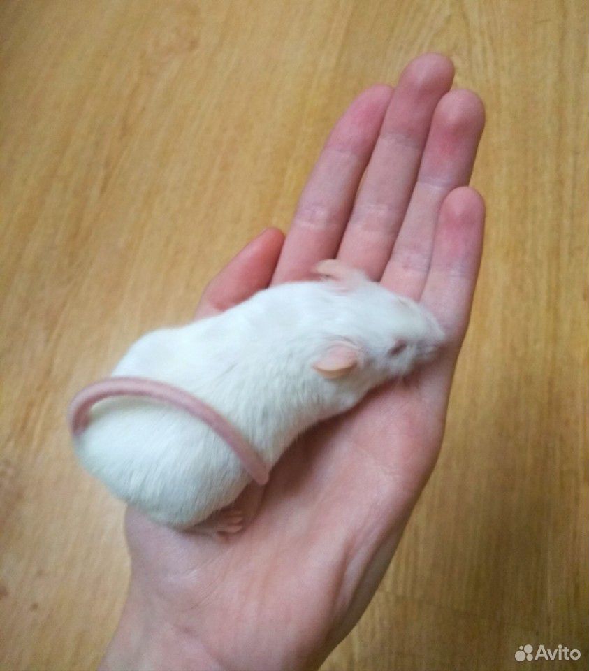 Декоративная мышь. В добрые руки