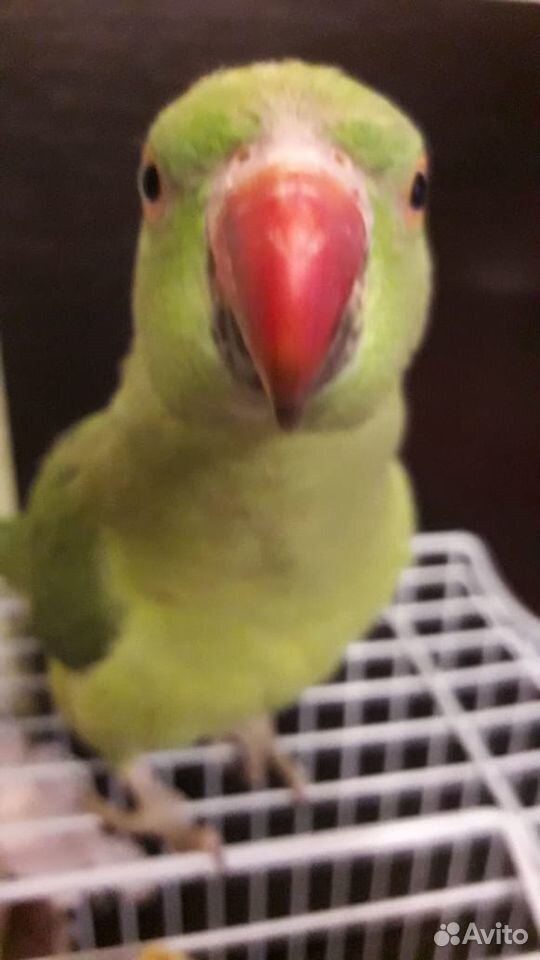 Ожереловый попугай