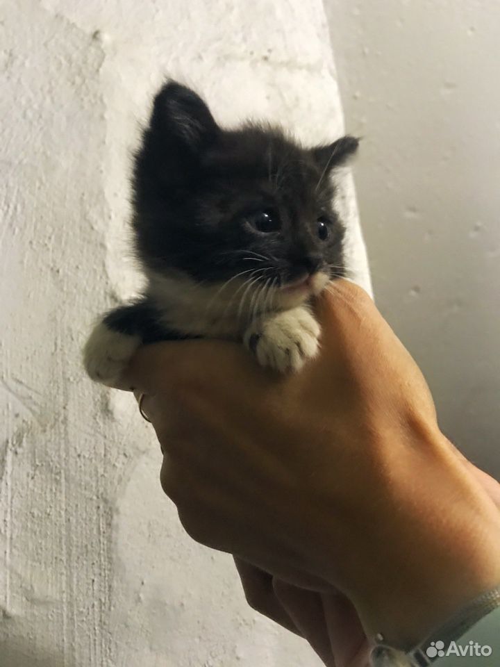 Котята