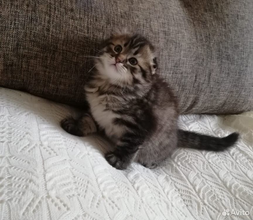 Шотландский вислоухий котёнок
